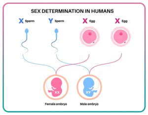 Exploring Gender Selection for Family Balancing | HayatMedTour